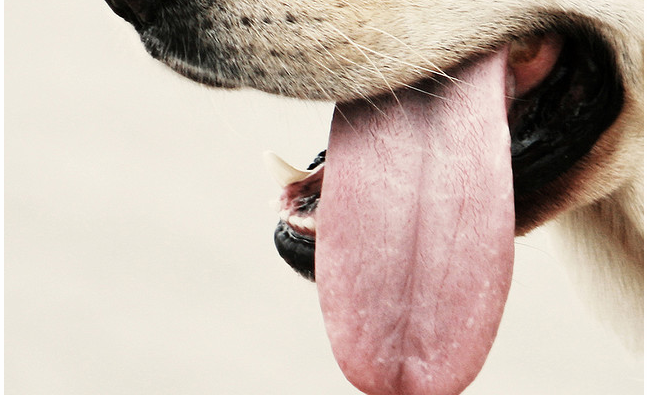 La naturaleza: Receptores