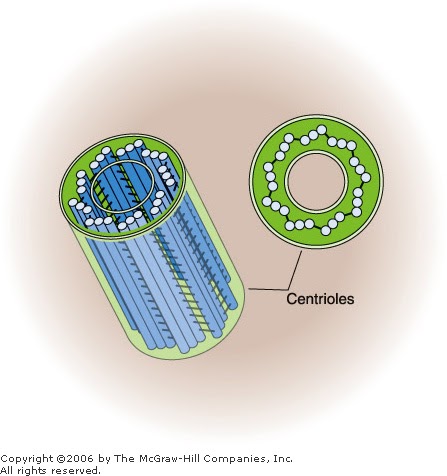 Centrioles Drawing