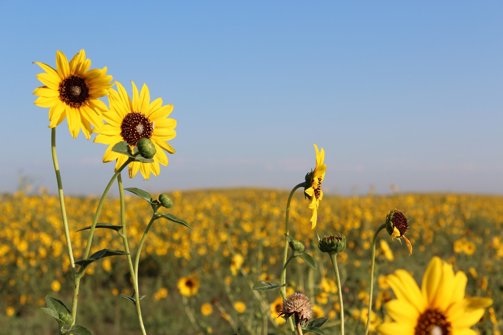 Wordless Wednesday: Sunflowers