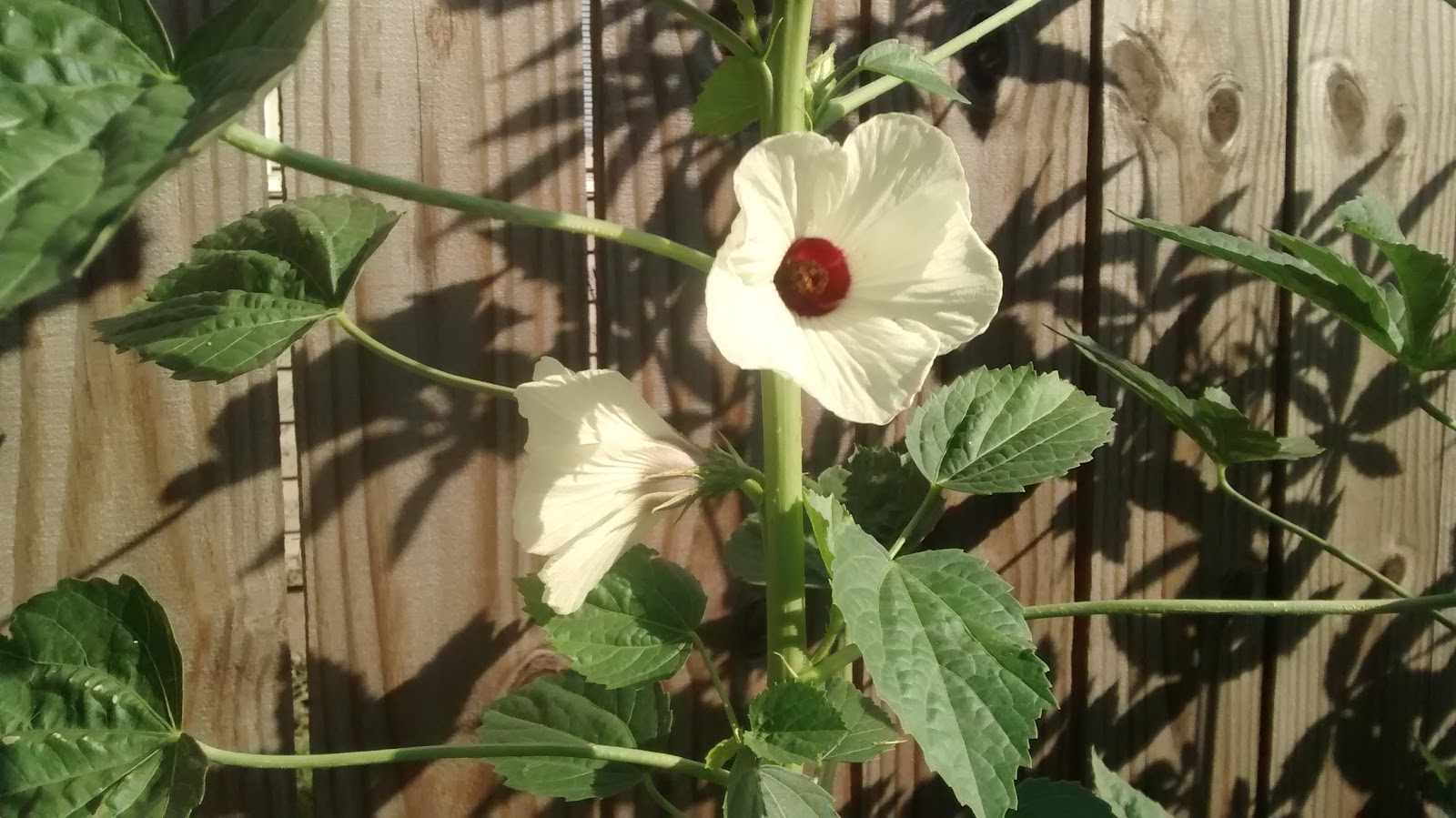 MOhemp Energy: Kenaf Plant Timeline Pictures