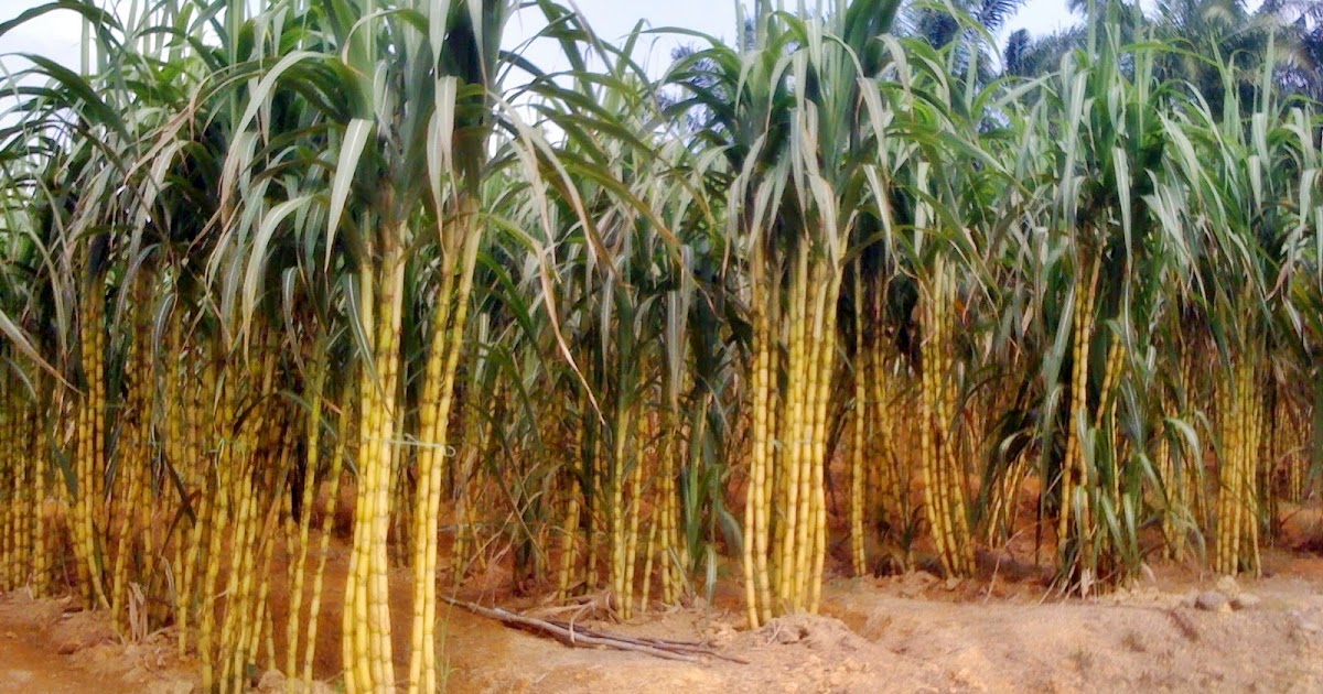Budidaya tanaman tebu - BUDIDAYAKU