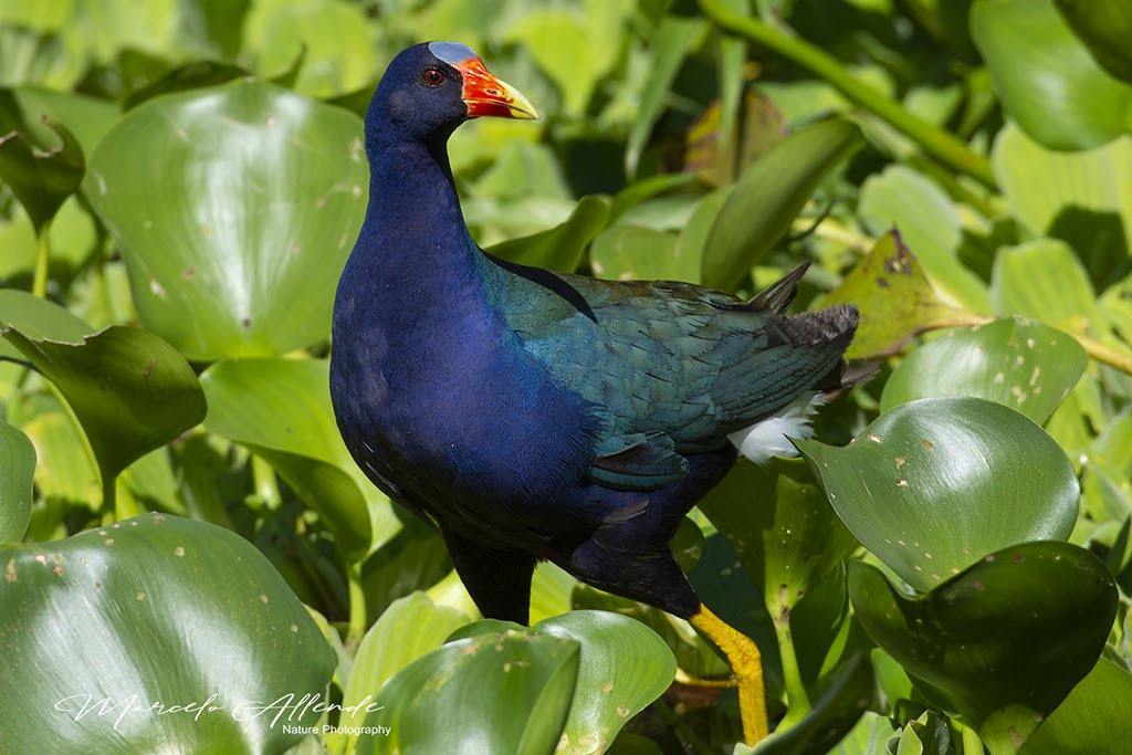 Aves del Nea: Pollona azul (Purple gallinule) Porphyrio martinicus