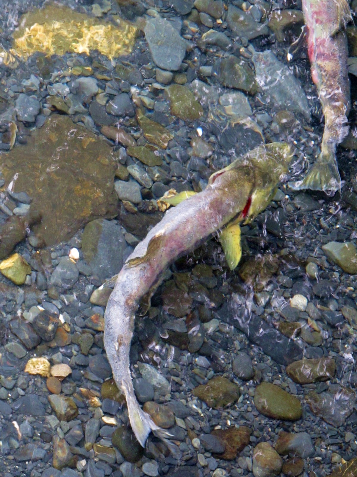 Tundra Rat Travel: Anchorage, Alaska