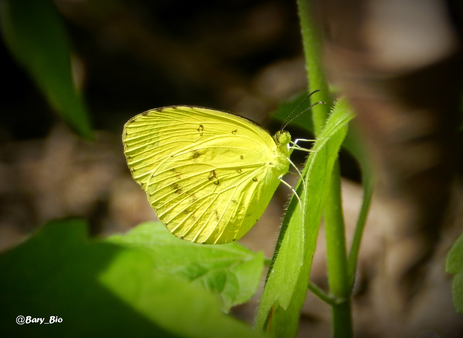 Family Pieridae di bumi Flores | bary the barbarian
