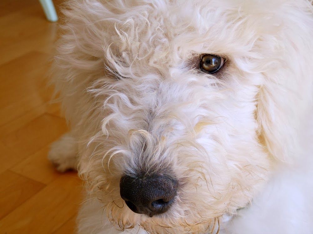 Welcoming a Komondor Puppy! | Dans le Lakehouse