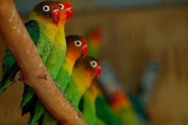 Amazing Lovebirds : Love Bird Information and Pictures | Most ...