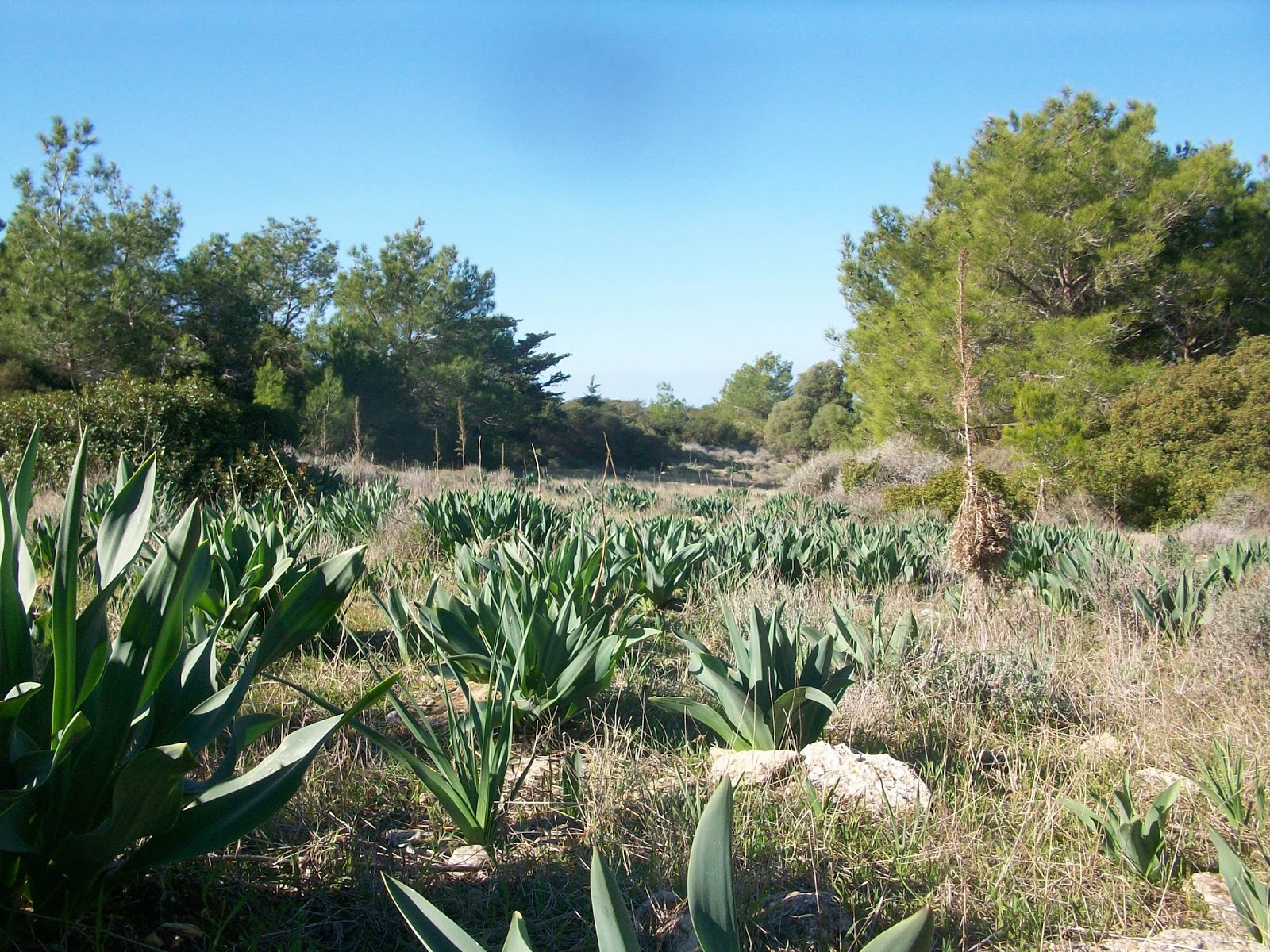 Gölge Gezgin: Cyprus Hiking 04 : Koruçam - Kayalar - Sadrazamköy