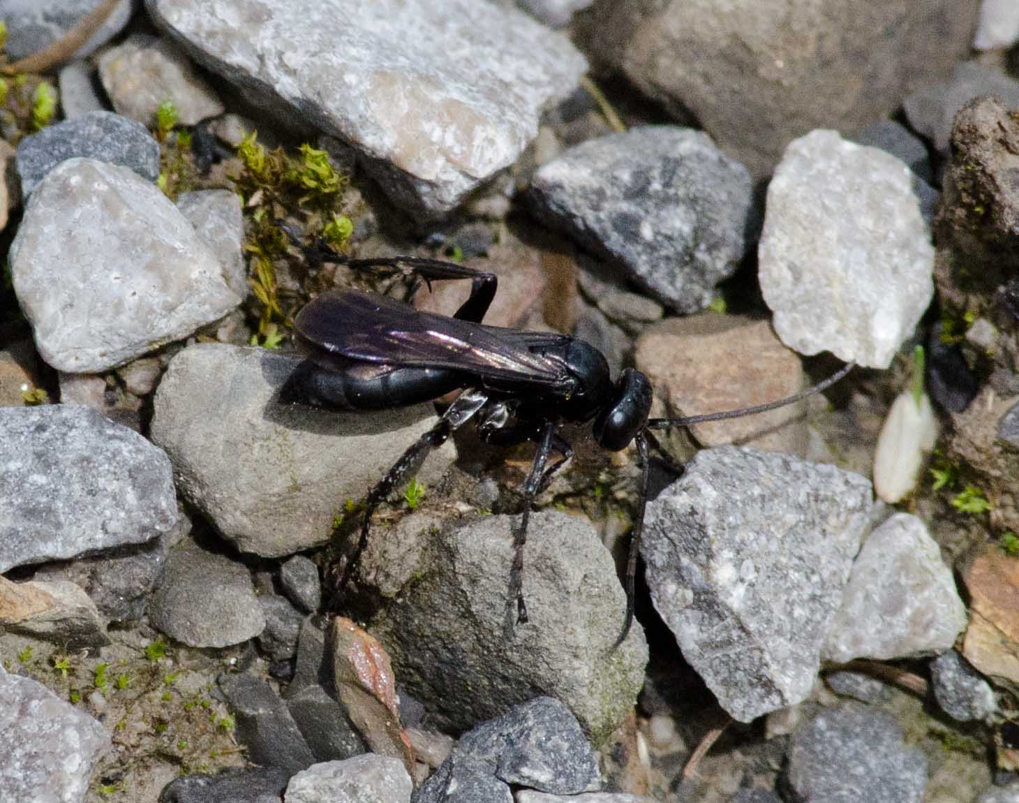Gower Wildlife: Spider-hunting Wasp