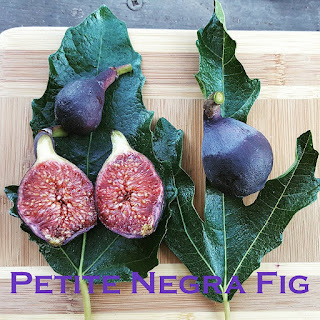 Petite Negra Fig - Var Tin