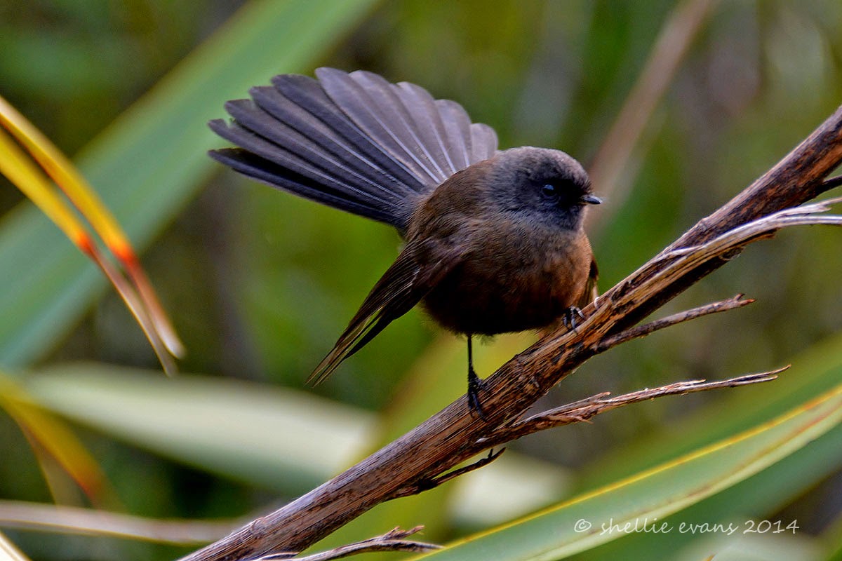 Two Go Tiki Touring: Piwakawaka- Black Morph Fantail