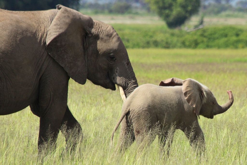 White Wolf : Rare Albino Elephant Born in Africa (Video)