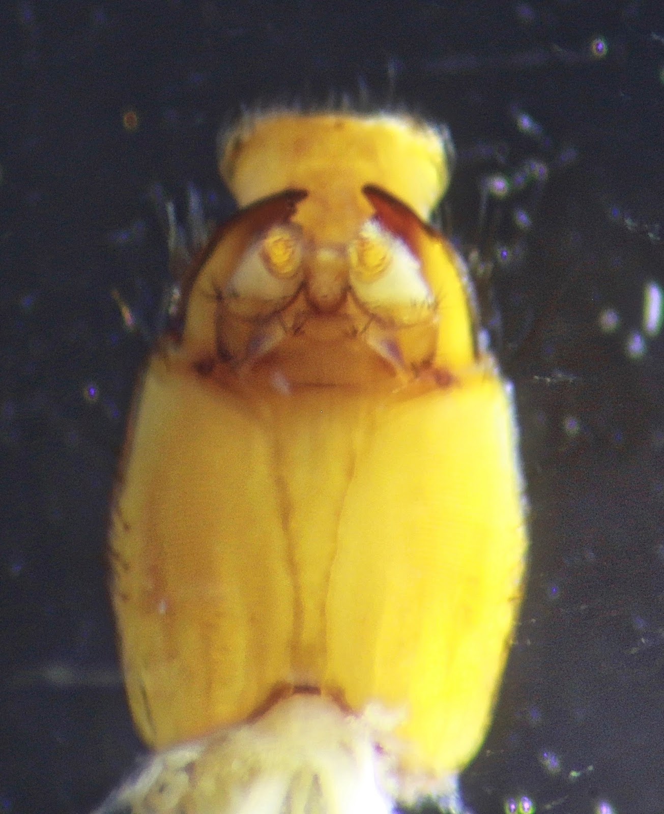 Aquatic Insects of Central Virginia: The "ventral apotome" and genus ID ...