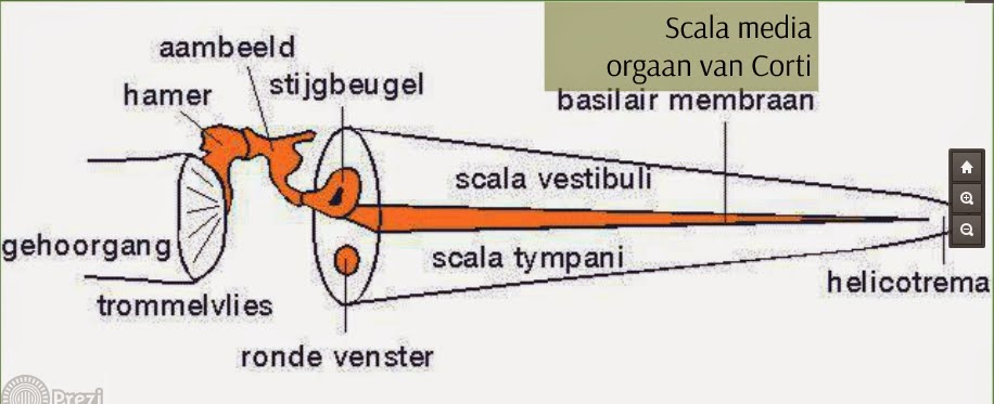 Het oor: Het Binnenoor