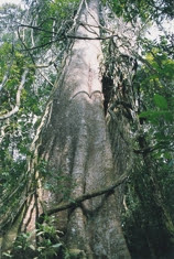 Iroko Tree Kills 20 People In Owerri | CKN News