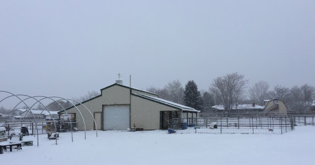 Welcome Home Farm: Ducks