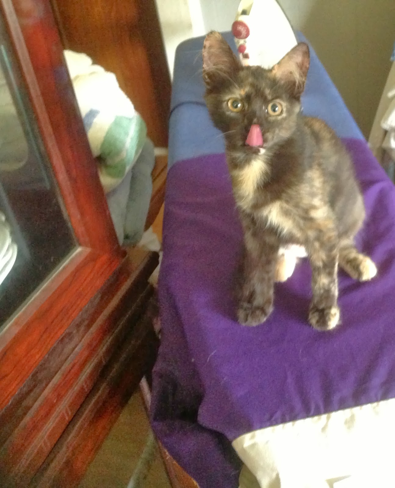 messymimi's meanderings: Feline Friday: Nyah!