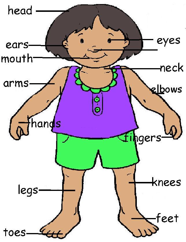 First grade English!: Parts of the Body. Partes del cuerpo