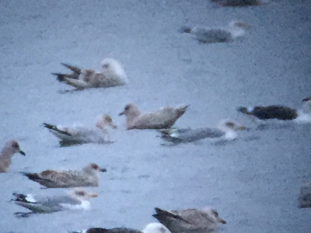 Barnsley Bird Sightings: Wintersett + Exciting Gull Roost 09.01.15