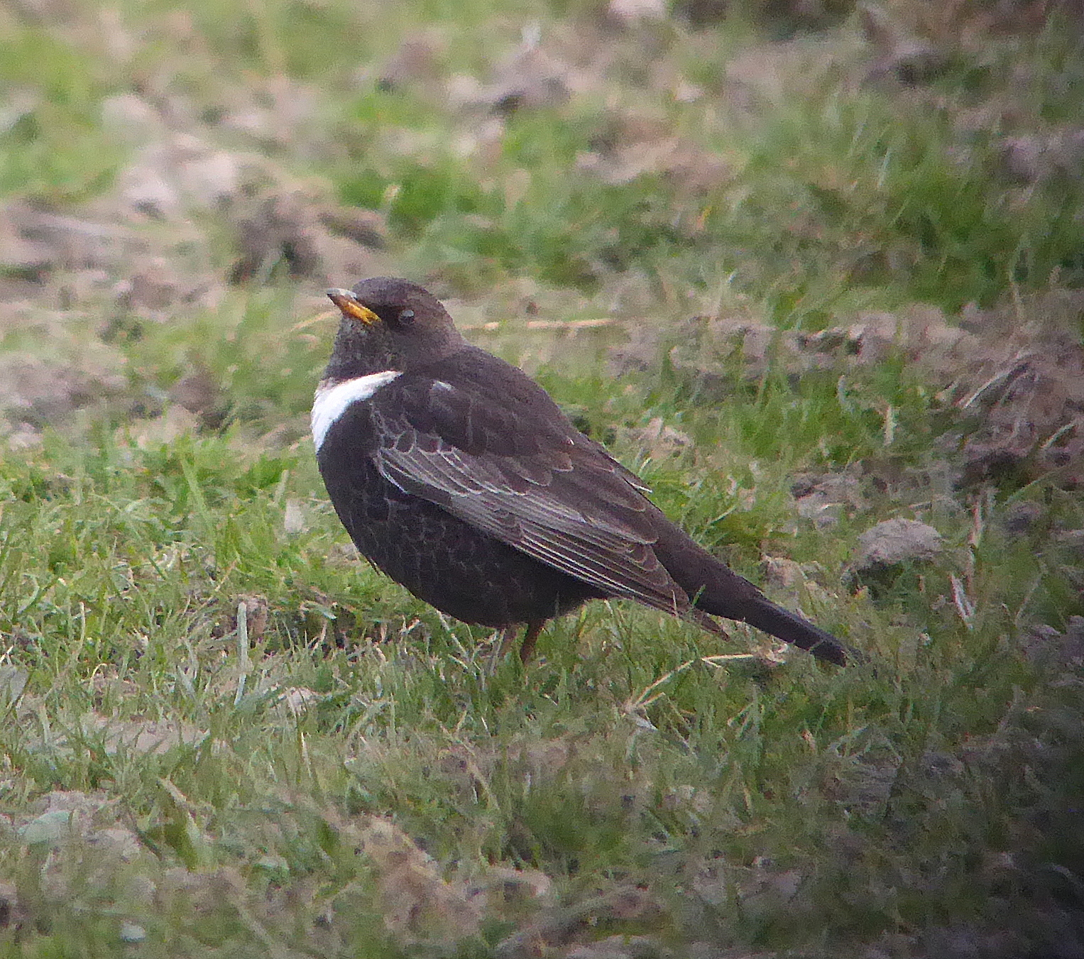 Ceredigion Birds: RING OUZEL ON PENDINAS