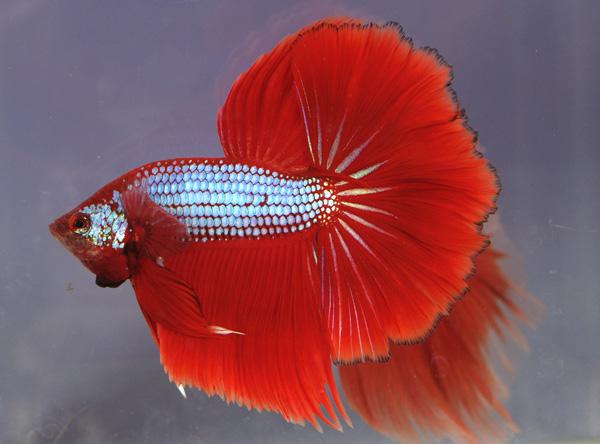 Betta Viet Nam: Hình ảnh Betta Halfmoon
