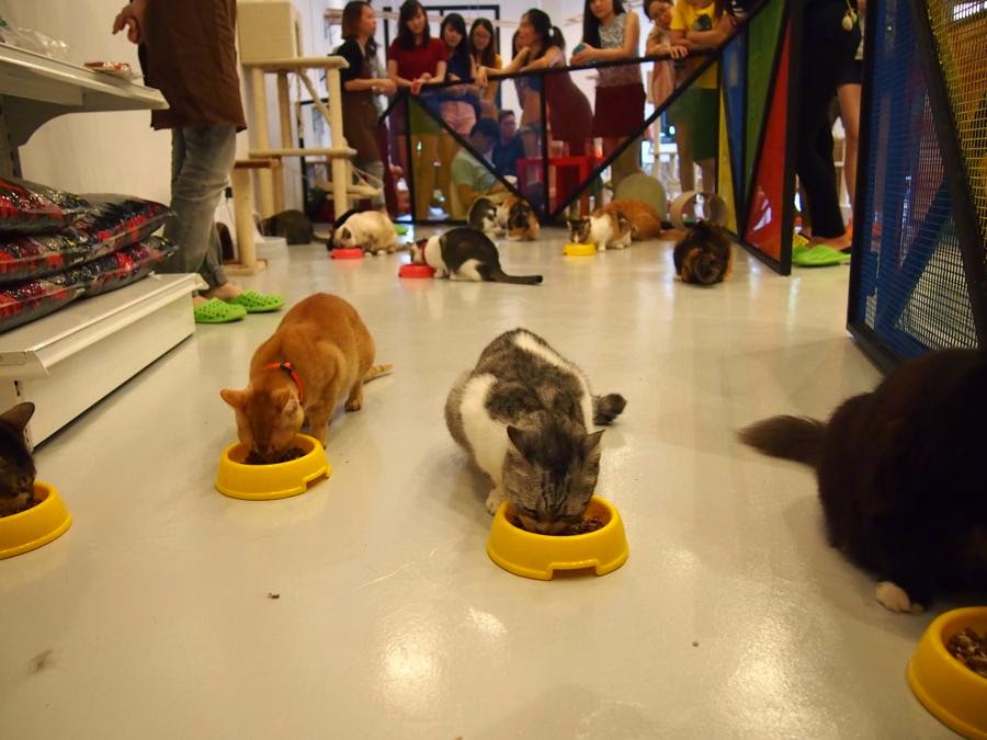 The Cat Cafe at Bugis ~ Smithankyou - Lifestyle and Travel Photo Blog.