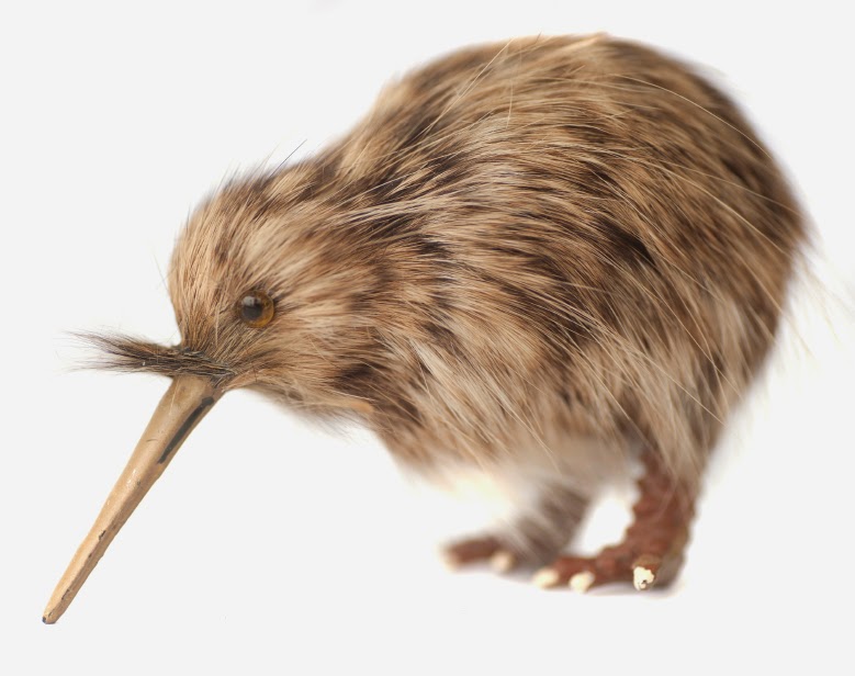 KIWI BIRD photos - wallpapers | the fun bank