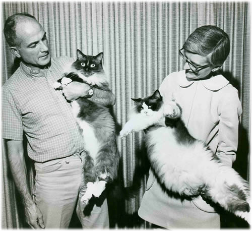 Cottonballragdoll: El Orígen del Ragdoll