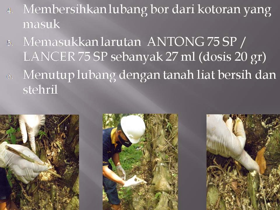 PANDUAN PENGENDALIAN ORGANISME PENGGANGGU TANAMAN (OPT) KELAPA SAWIT ...