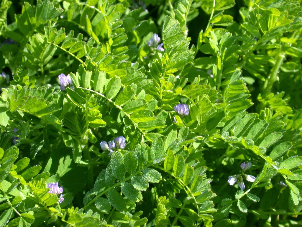 INNSpub | Blog site - Research Journal Publisher