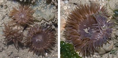 wild shores of singapore: Final anemone hunt at Chek Jawa