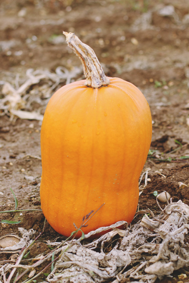 Becky Bedbug: Halloween OOTD // Pumpkin Picking