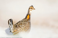 The Speckled Hatchback