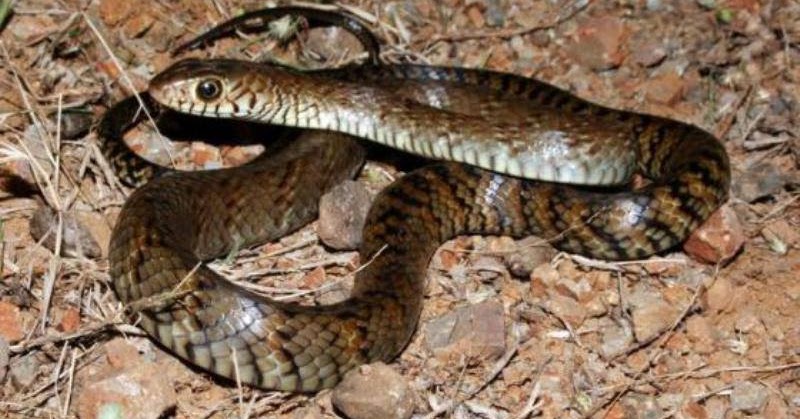 Ular Jali | REPTIL WAHYU