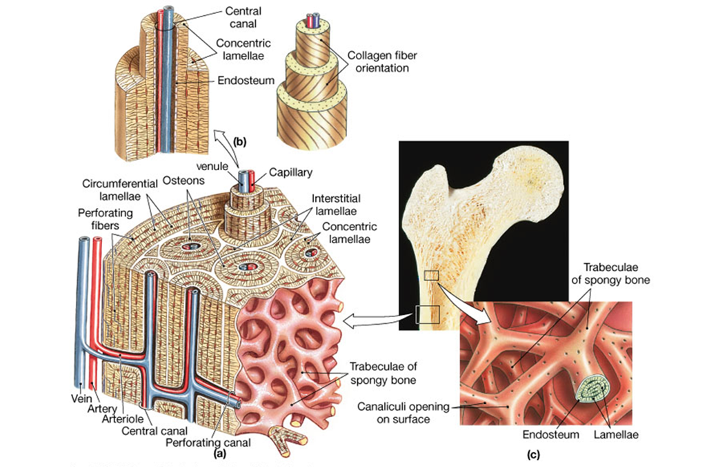 Aula virtual anatomia basica: 3.07.3 Hueso compacto y hueso esponjoso