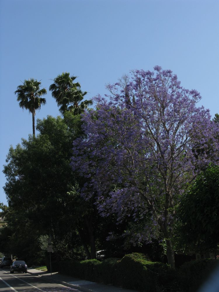 OccasionalPiece: Jacaranda Trees