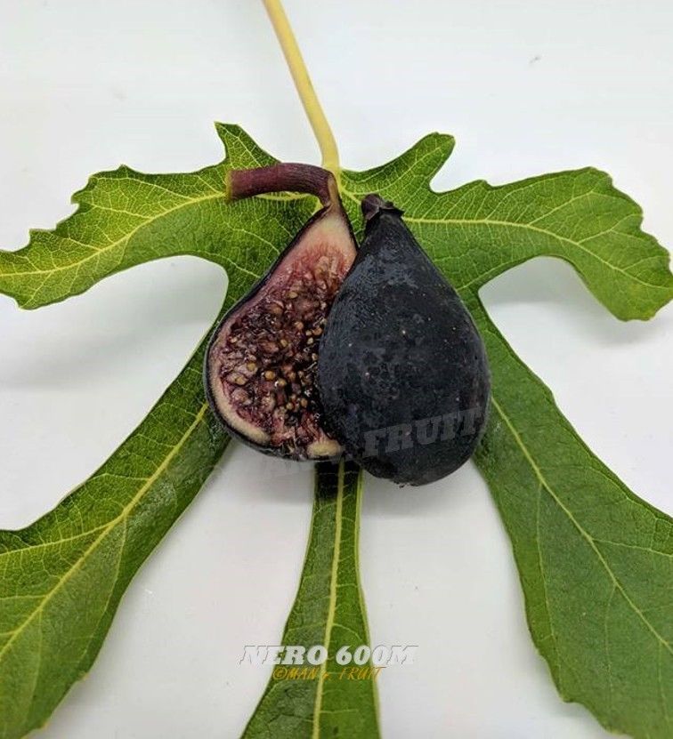 Nero 600M Fig - Var Tin