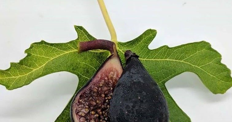 Nero 600M Fig - Var Tin