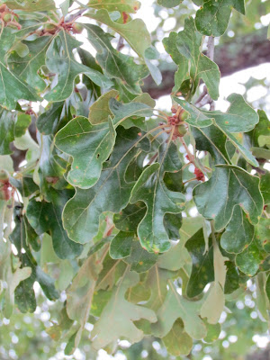 A Year With the Trees: Post Oak - Quercus stellata