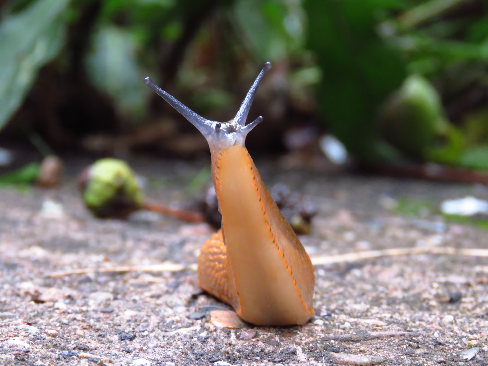 BugBlog: Slug standing up