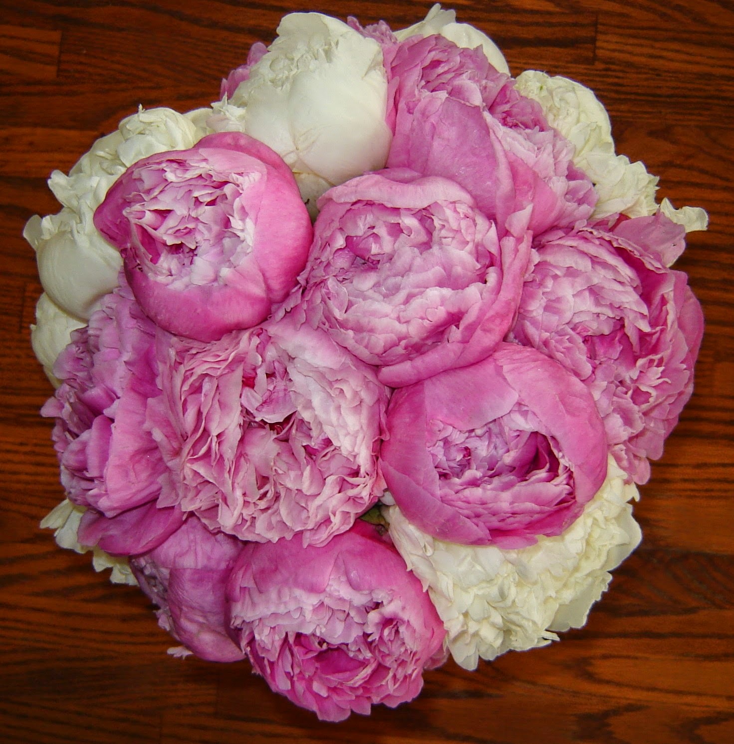 Pressed Garden: Ahhhh....the Scent of Peonies!