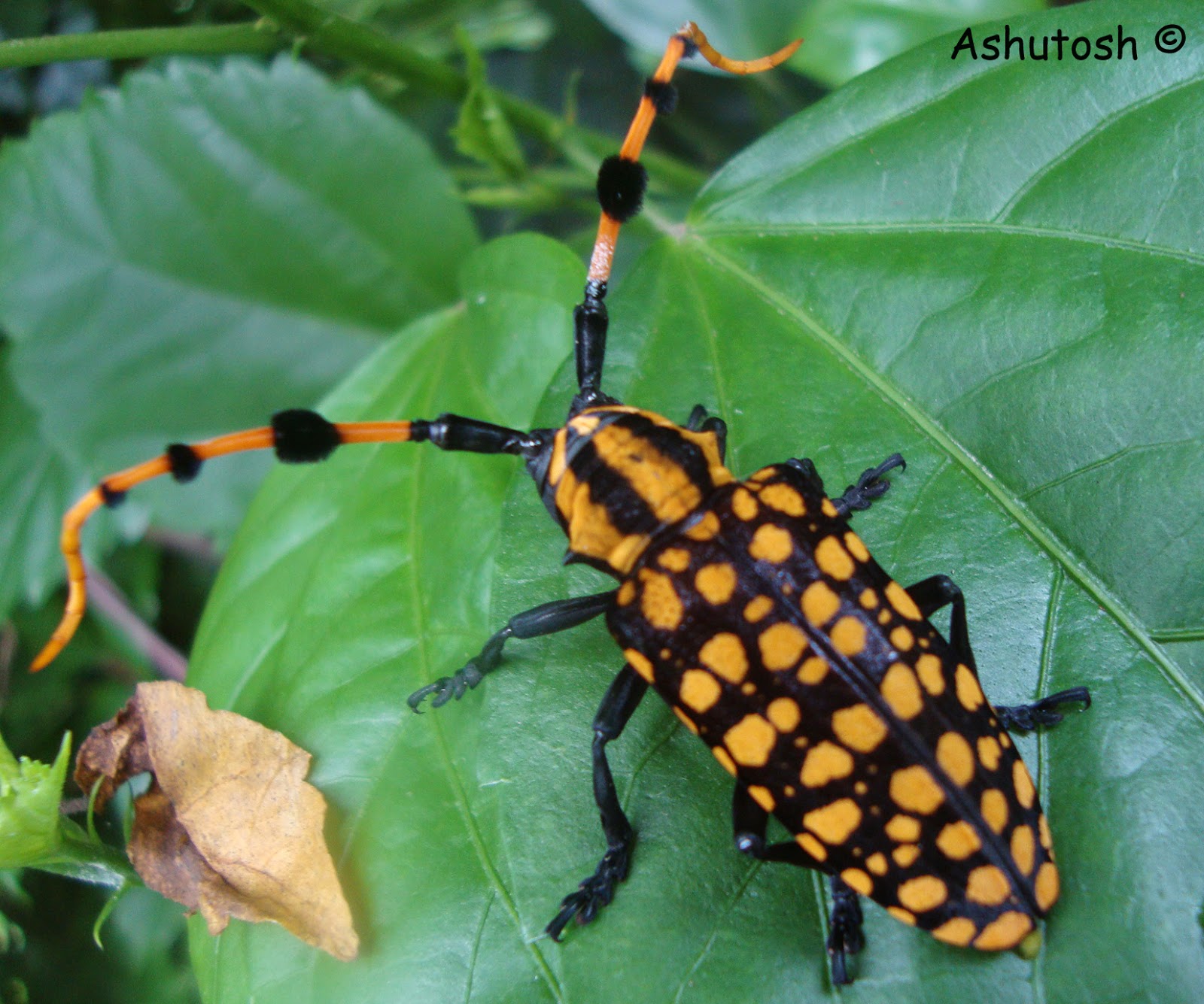 Planet Insecta: Yellow Dappled Beetle