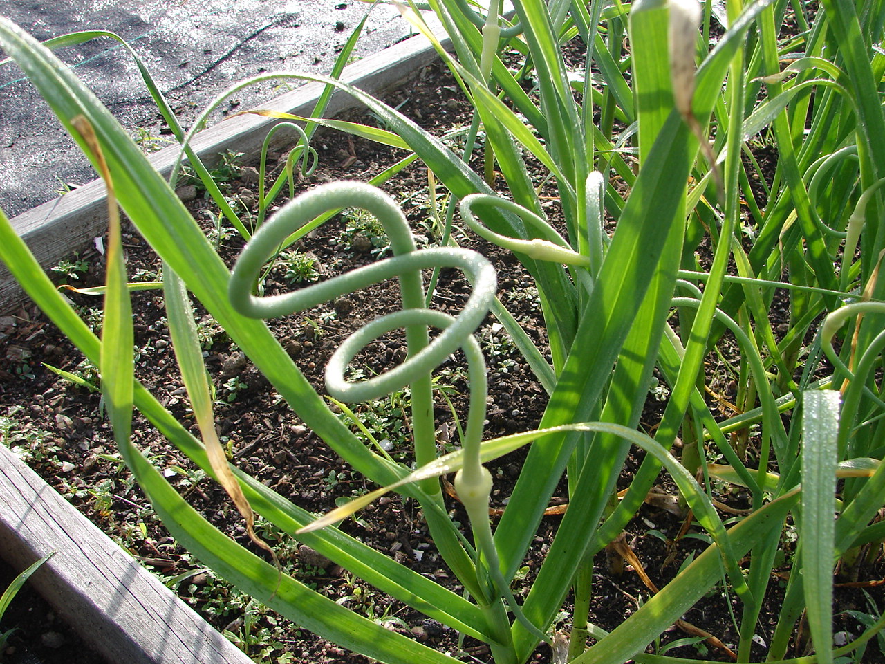 One Love Farm: Garlic Scapes