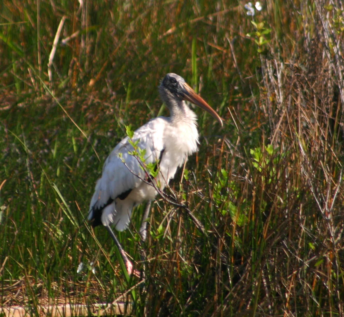 Cannundrums: Wood Stork