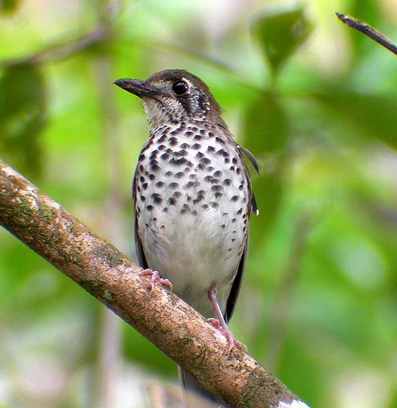 Sri Lankan Endemic Birds: Pulli Wal Awichchiya - The Spotted-Winged ...