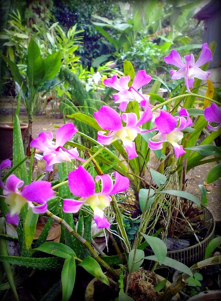 Bunga Orkid @ Anggerik Desa Kembali Mekar - Relaks Minda