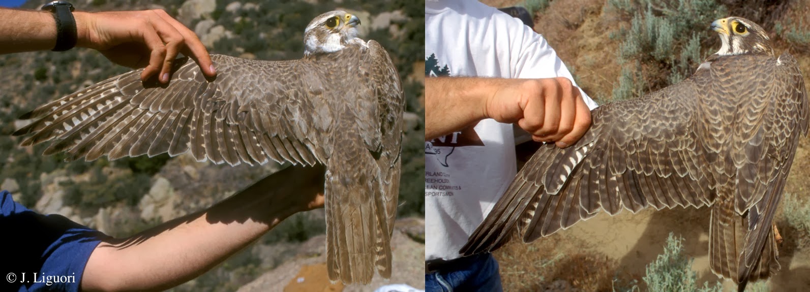 Raptor Identification and Photography: Prairie Falcon Ages
