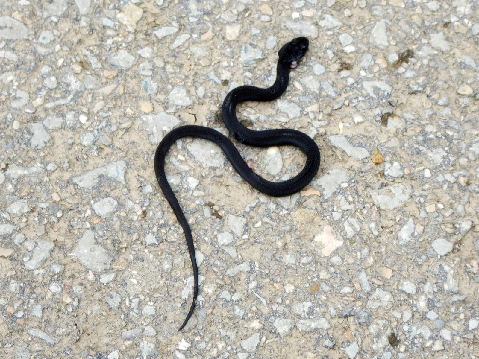 Un blog sobre Ampuero y otros lugares cercanos: Culebras