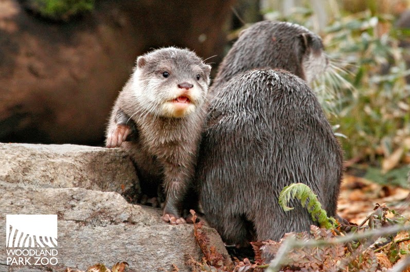 Littlest otters get practice time outside