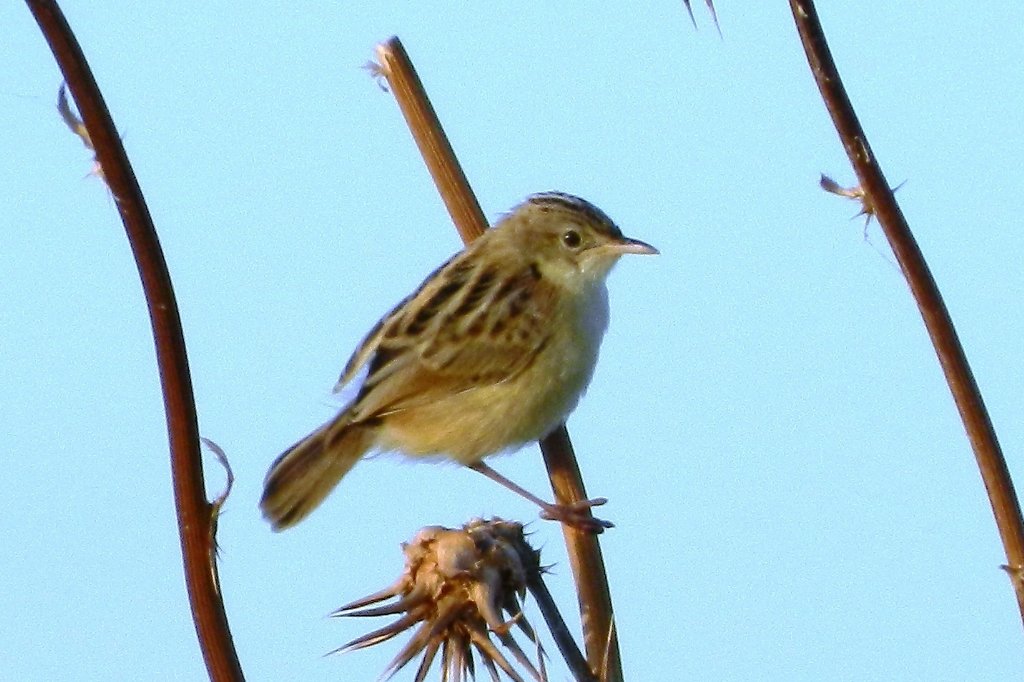 AVES DE ANDALUCÍA: Buitrón