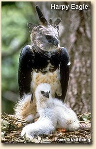 International Raptor and Falconry Center Blog: Curiosity Killed the ...